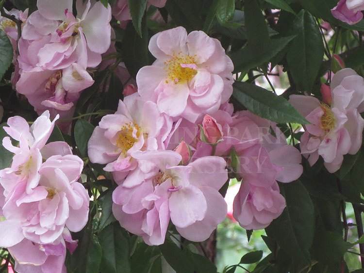 Weeping Standard Roses – Spring Park Nursery