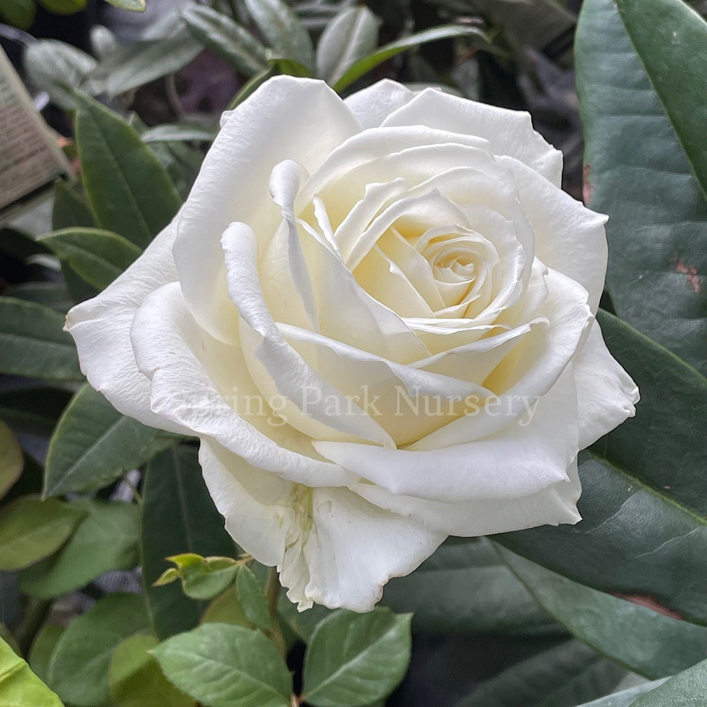 Suffragette - The Vida Goldstein Rose – Spring Park Nursery