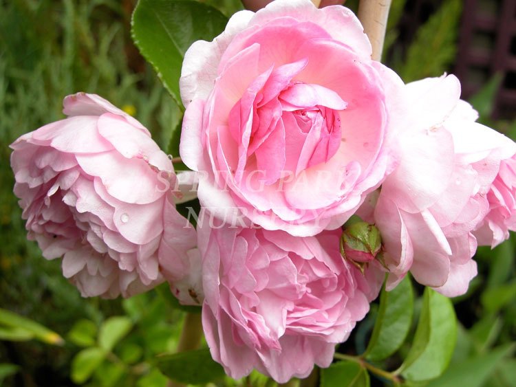 Weeping Standard Roses – Spring Park Nursery
