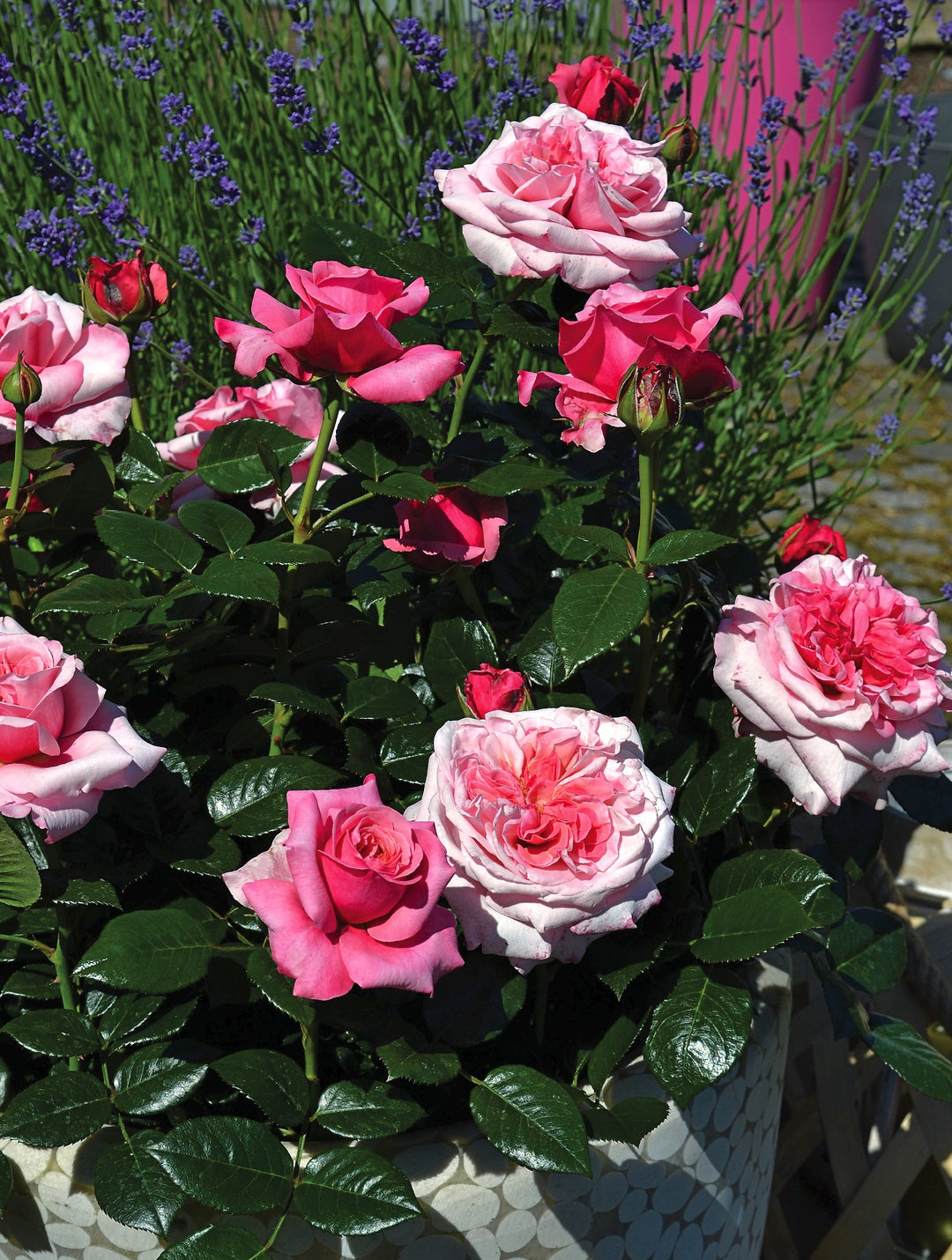 Rose Showpiece Blush – Spring Park Nursery