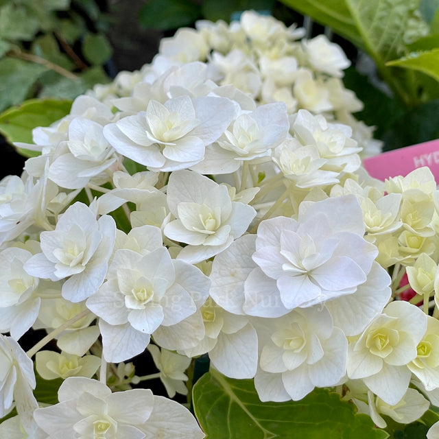 Hydrangea macrophylla 'Peace' – Spring Park Nursery