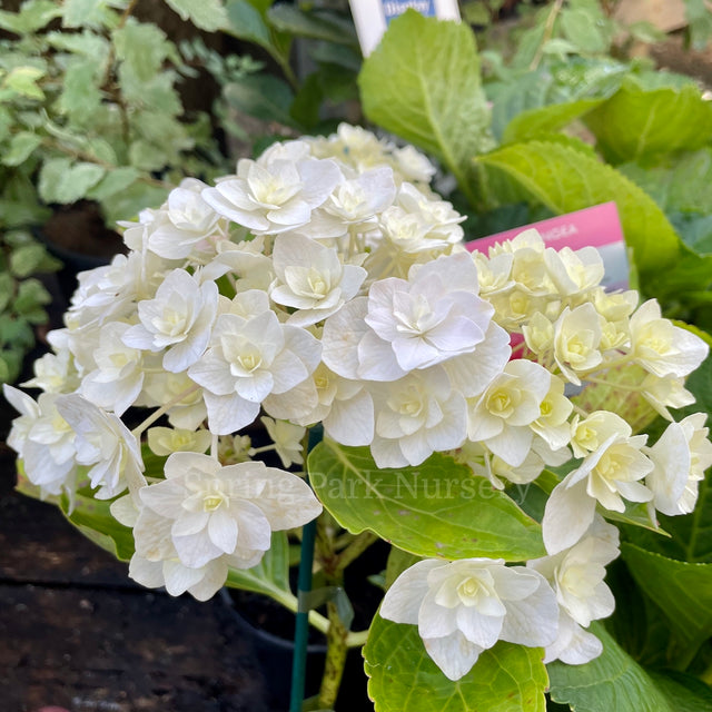 Hydrangea macrophylla 'Peace' – Spring Park Nursery