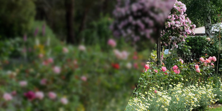 Delbard Roses – Spring Park Nursery