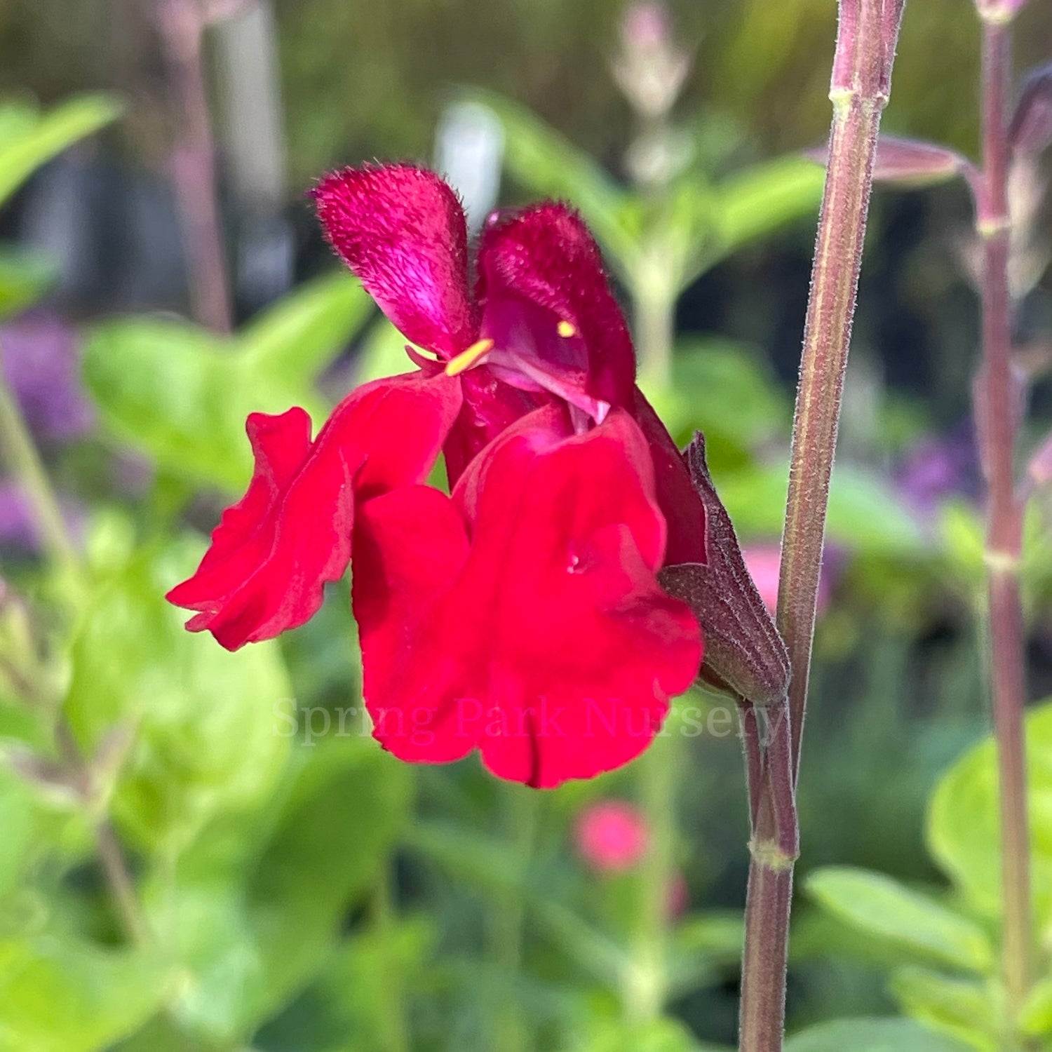 Salvia 'Silas Dyson' – Spring Park Nursery